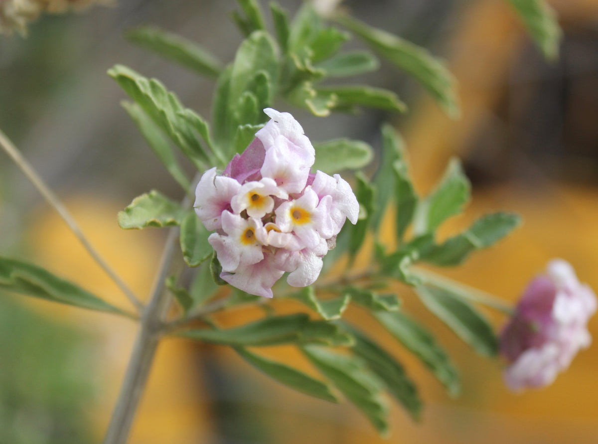 Burroughsia fastigiata Baja Tree Verbena – Neel's Nursery