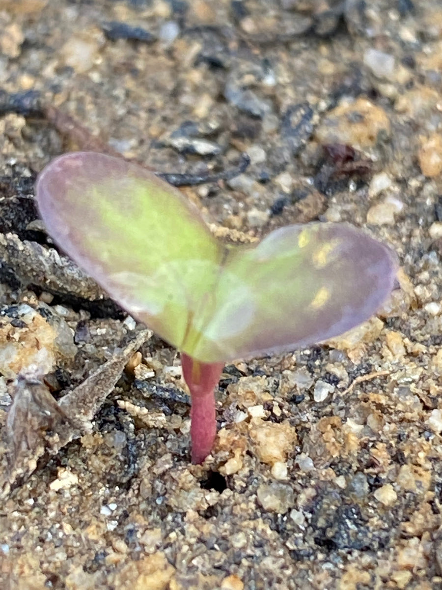 Funastrum cynanchoides var. hartwegii Fringed Twinevine Climbing Milkw ...
