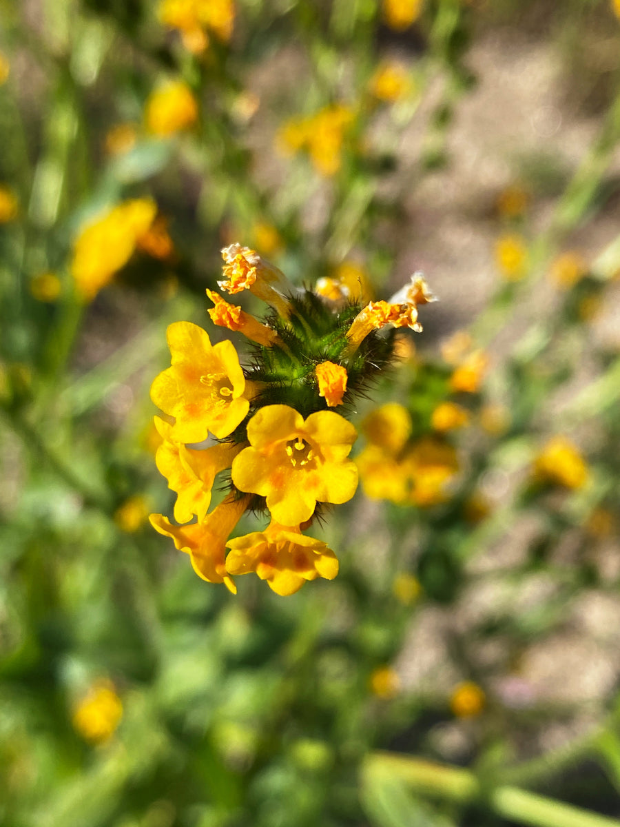 Amsinckia intermedia Common Fiddleneck – Neel's Nursery