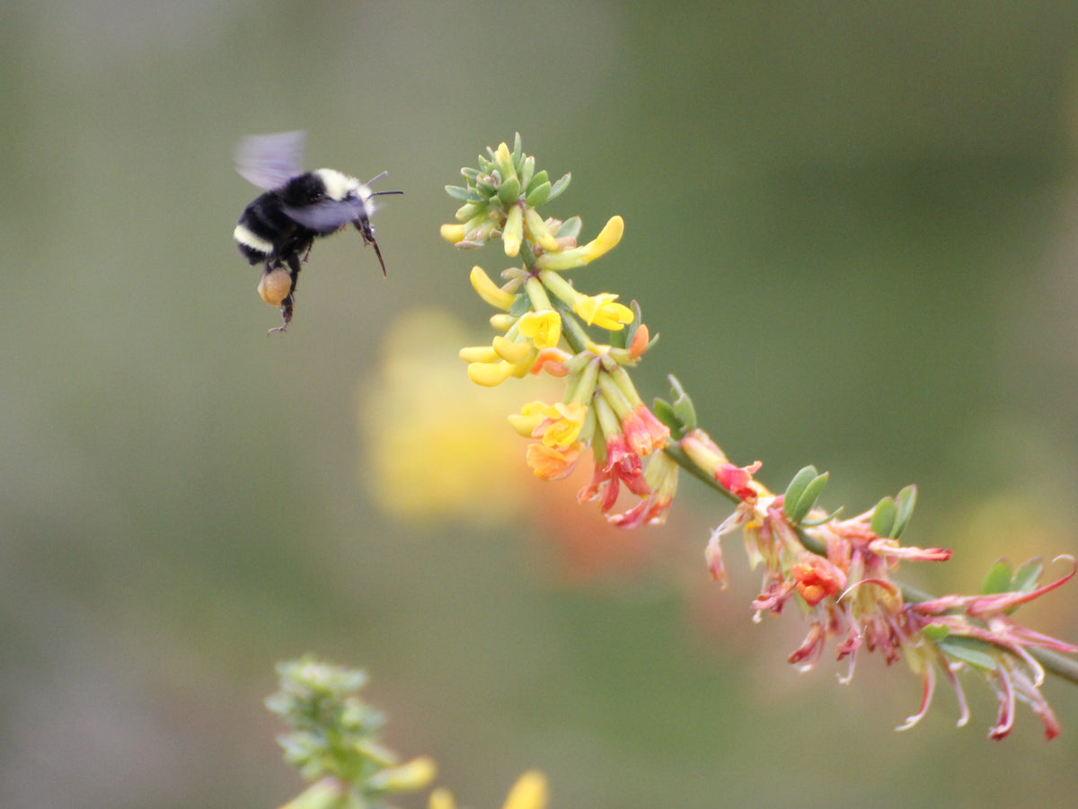Acmispon glaber Deer Plant ( Lotus scoparius Deerweed) – Neel's Nursery