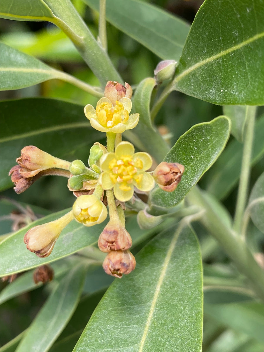 Umbellularia californica California Laurel – Neel's Nursery