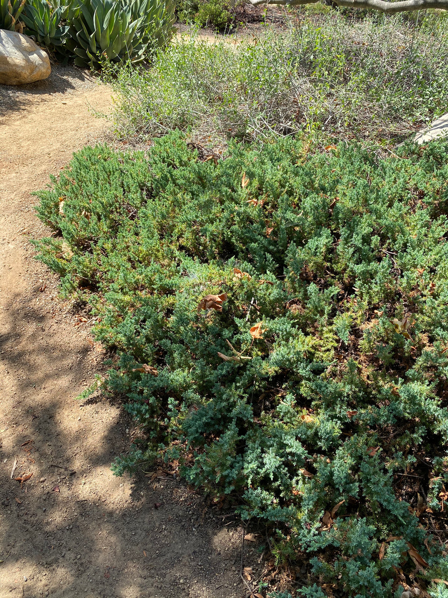 Juniperus communis var. saxatilis Common Dwarf Juniper – Neel's Nursery