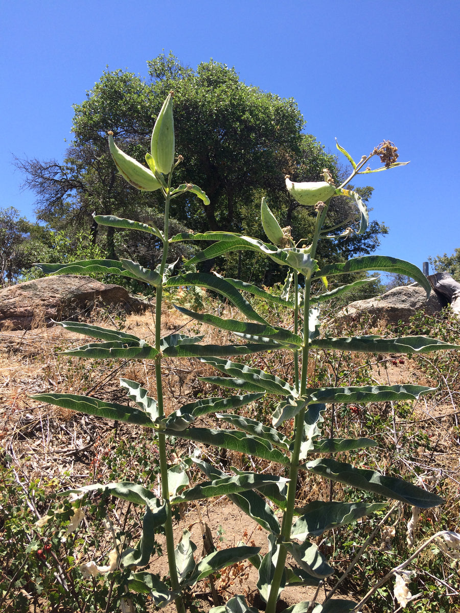 Asclepias eriocarpa Kotolo Milkweed – Neel's Nursery