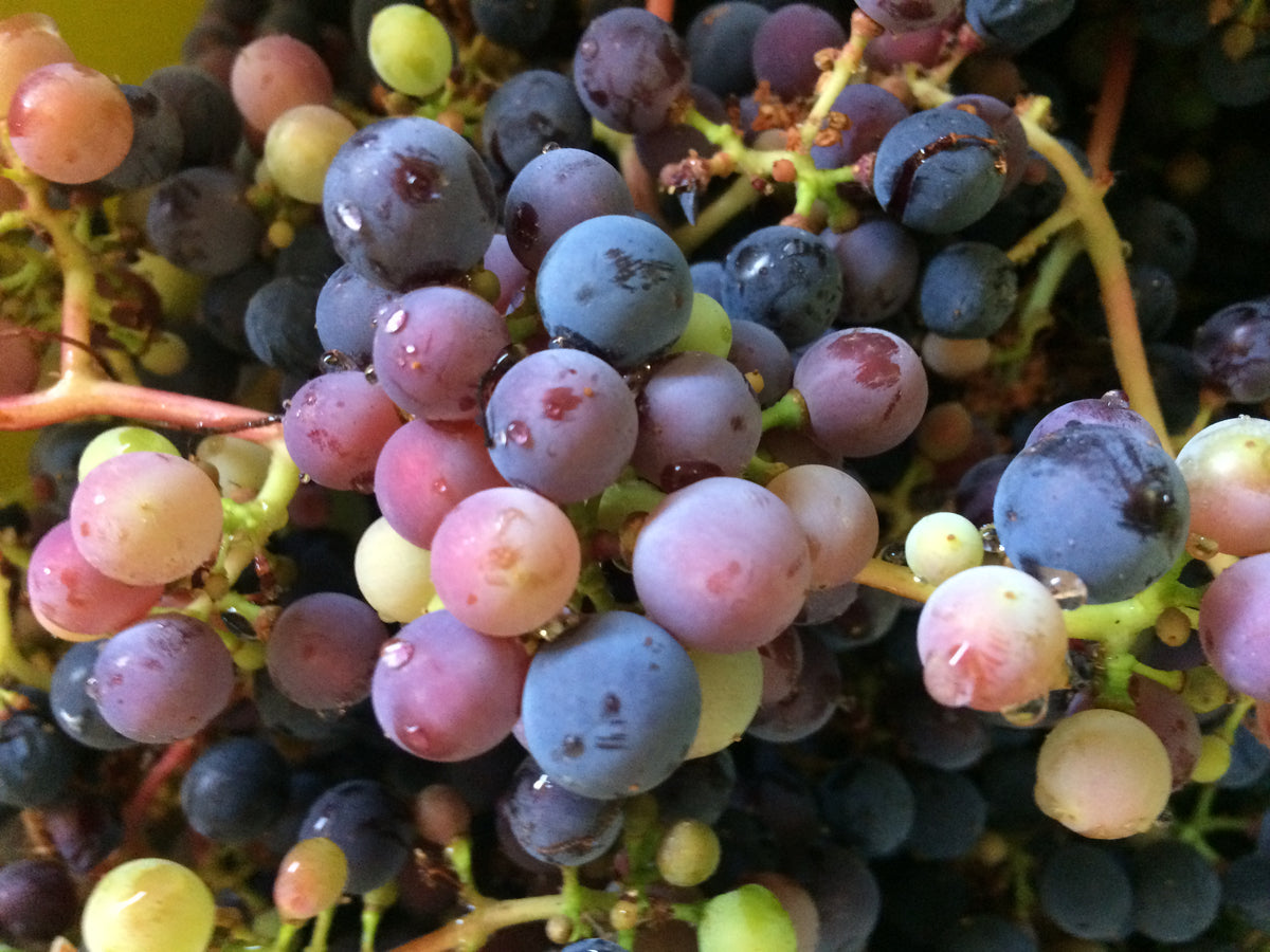 Vitis 'Roger's Red' Roger's Red Grape – Neel's Nursery