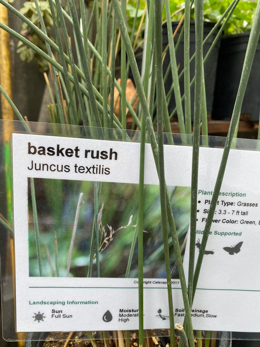 Juncus textilis Basket Rush – Neel's Nursery