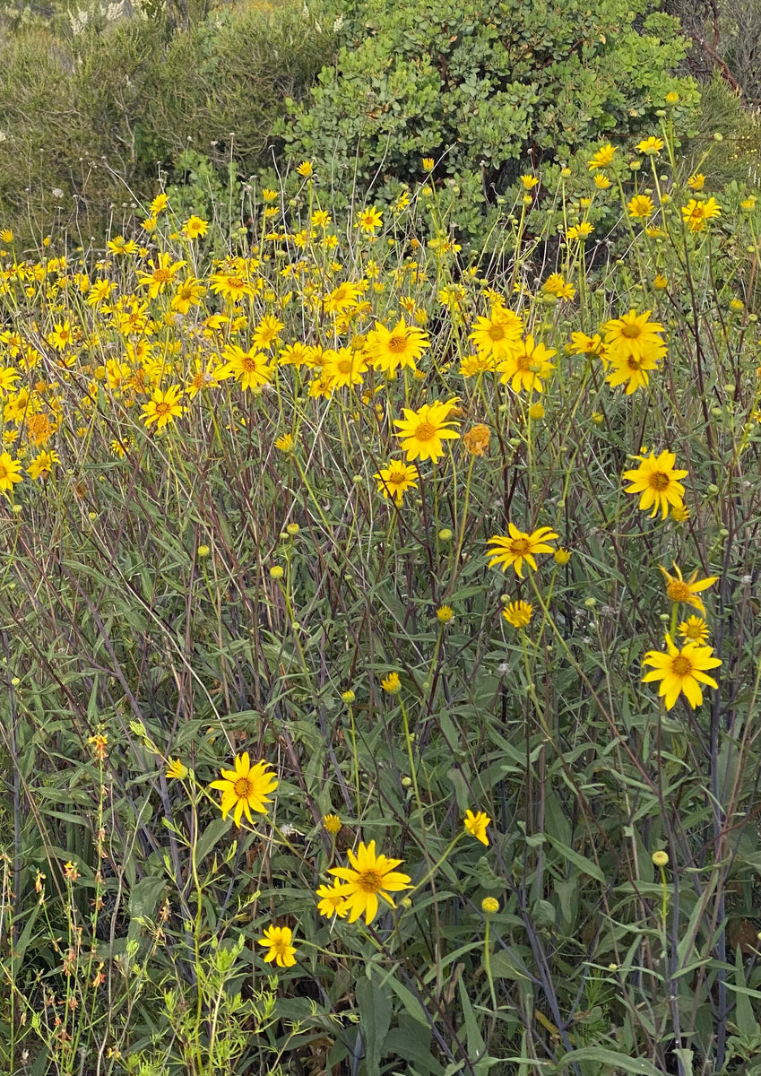 Helianthus gracilentus Slender Sunflower – Neel's Nursery