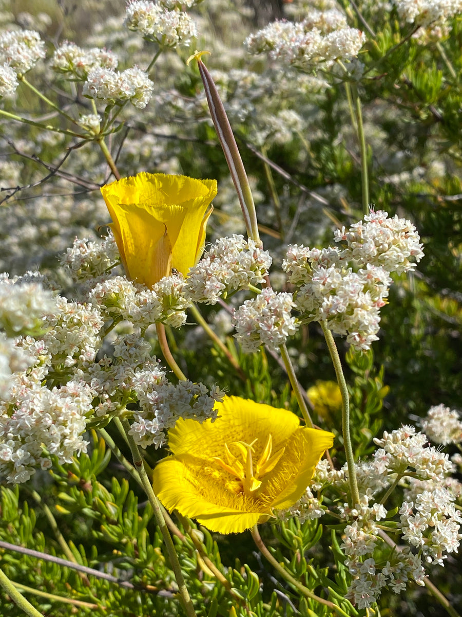 Calochortus weedii Weed's Mariposa Lily – Neel's Nursery