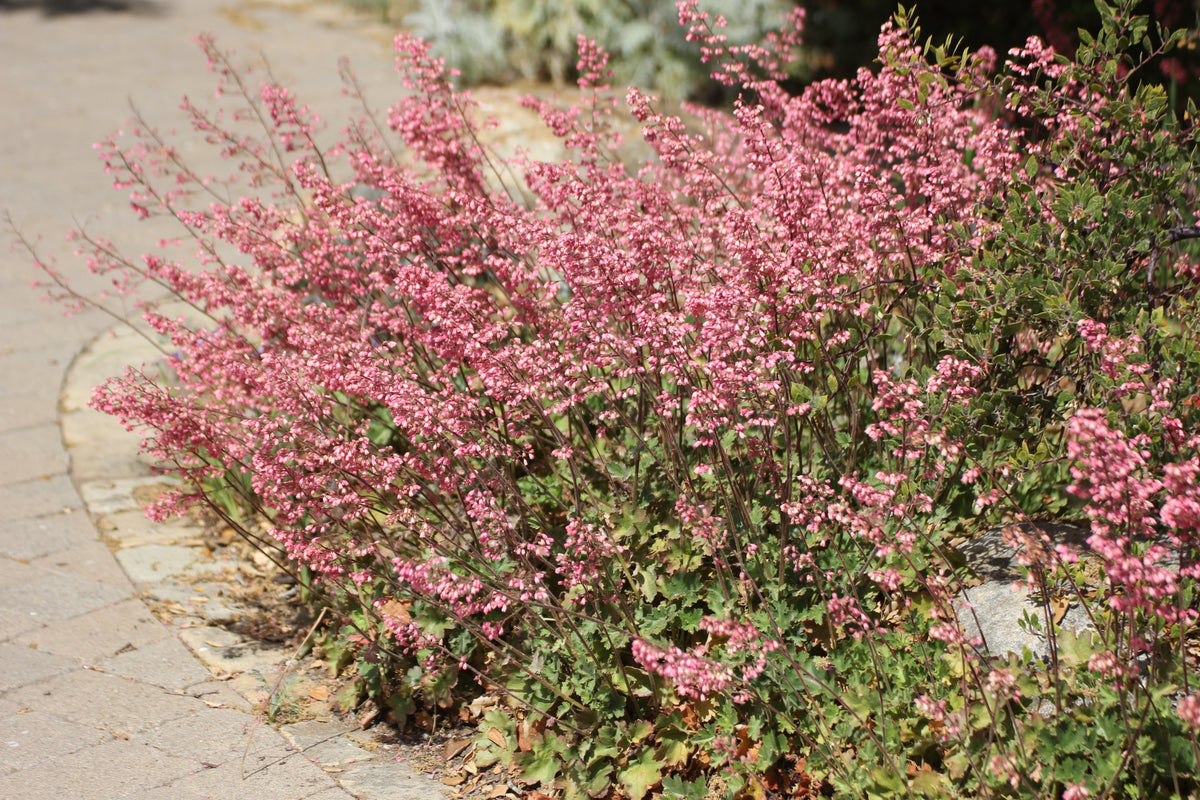 Heuchera maxima Island Alum Root & cultivars 'Wendy' – Neel's Nursery