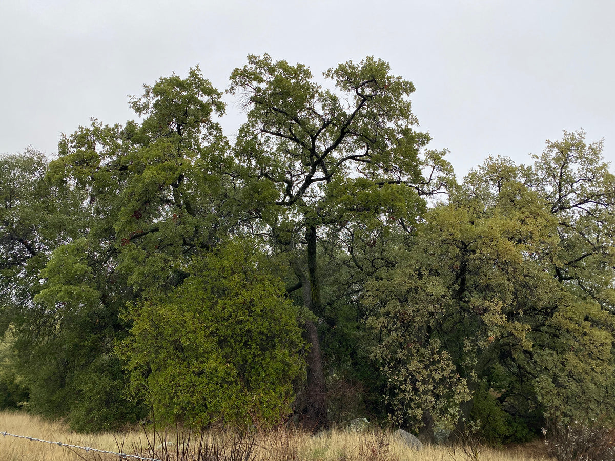 Quercus engelmannii Engelmann Oak – Neel's Nursery
