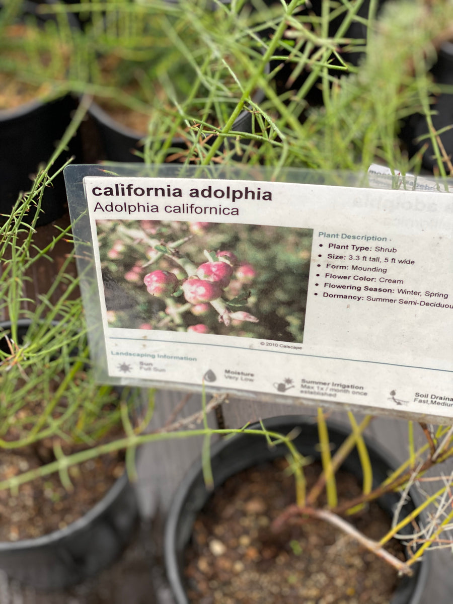 Adolphia californica California Adolphia – Neel's Nursery
