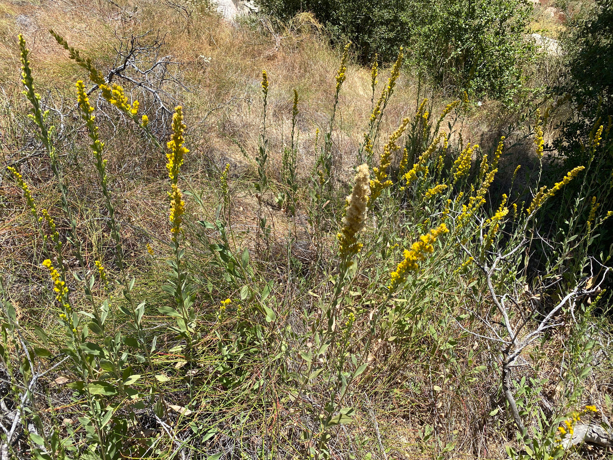 Solidago velutina ssp. californica California Goldenrod – Neel's Nursery