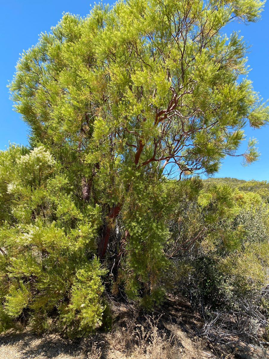 Adenostoma sparsifolium Red Shanks – Neel's Nursery