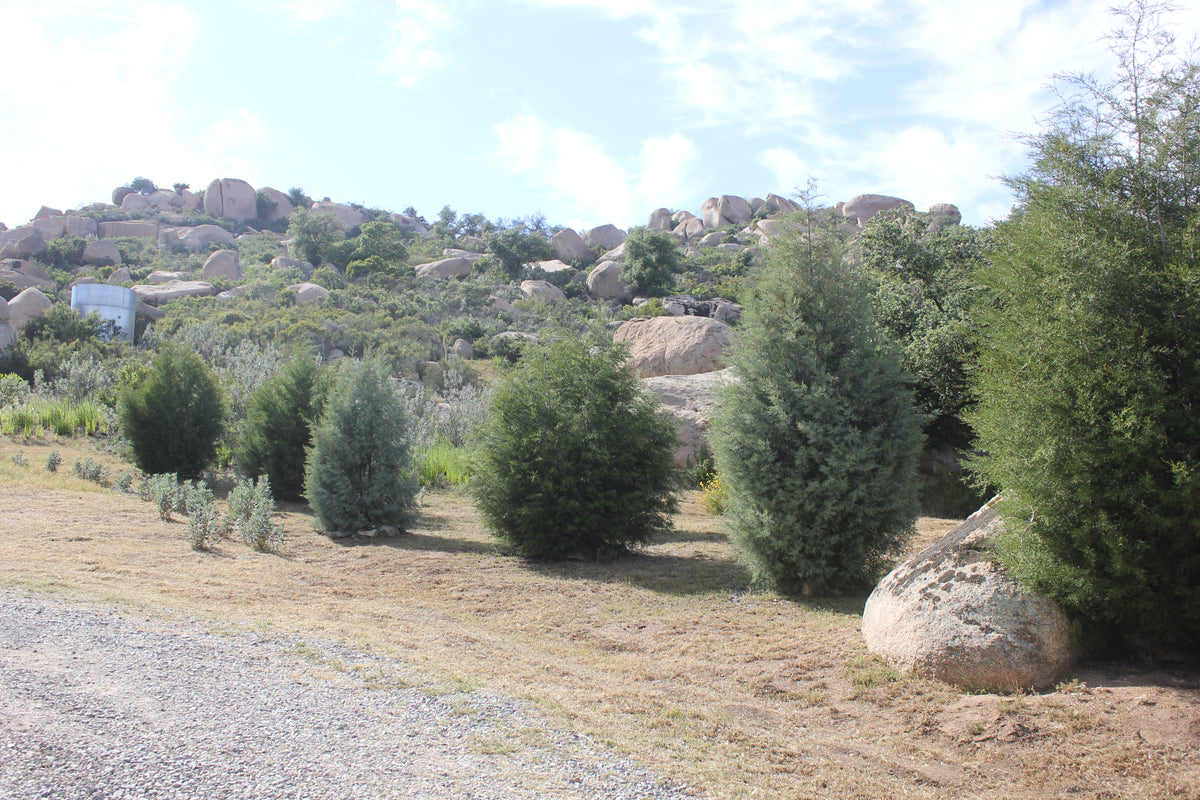Hesperocyparis forbesii Tecate Cypress – Neel's Nursery