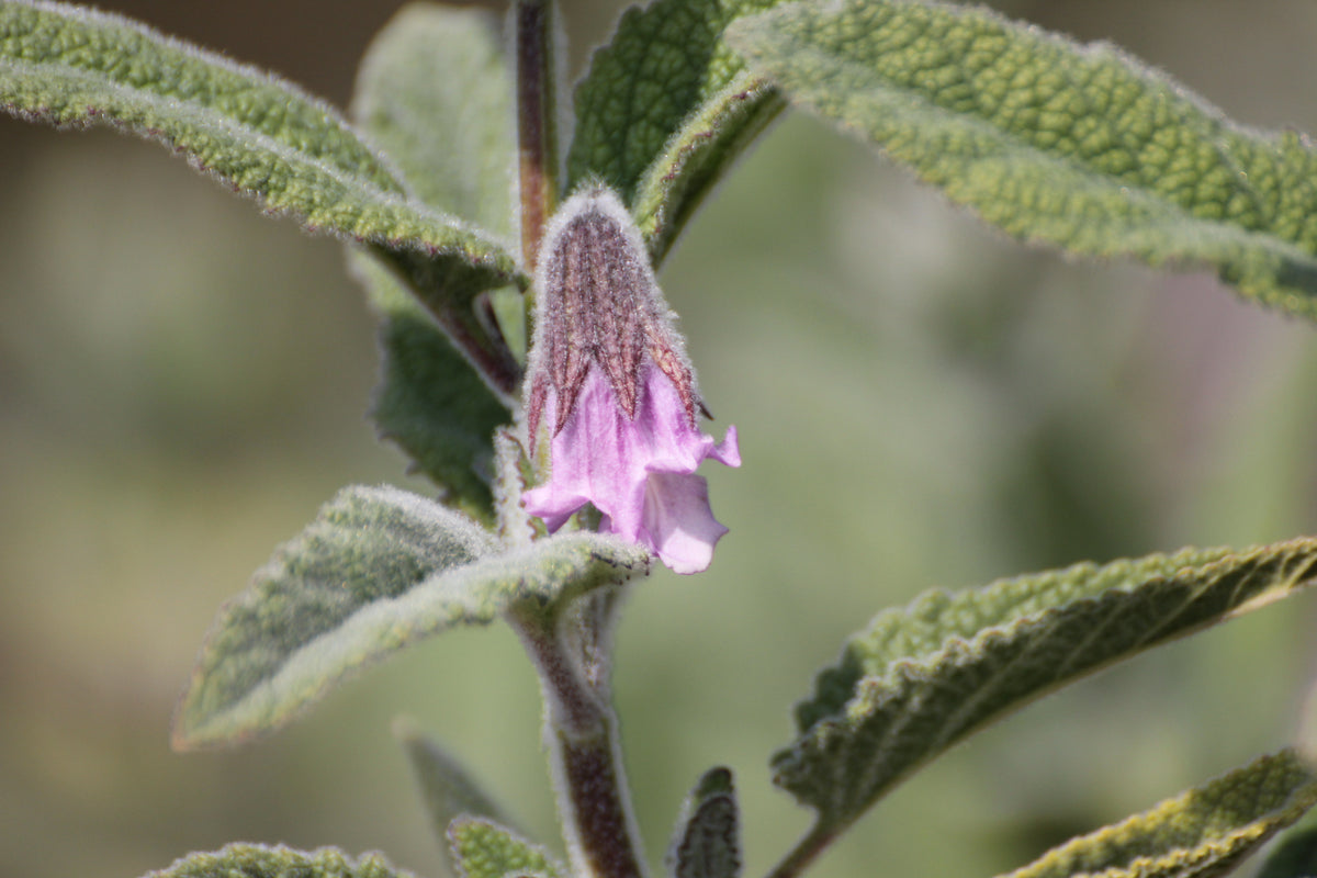 Lepechinia fragrans Fragrant Pitcher Sage – Neel's Nursery