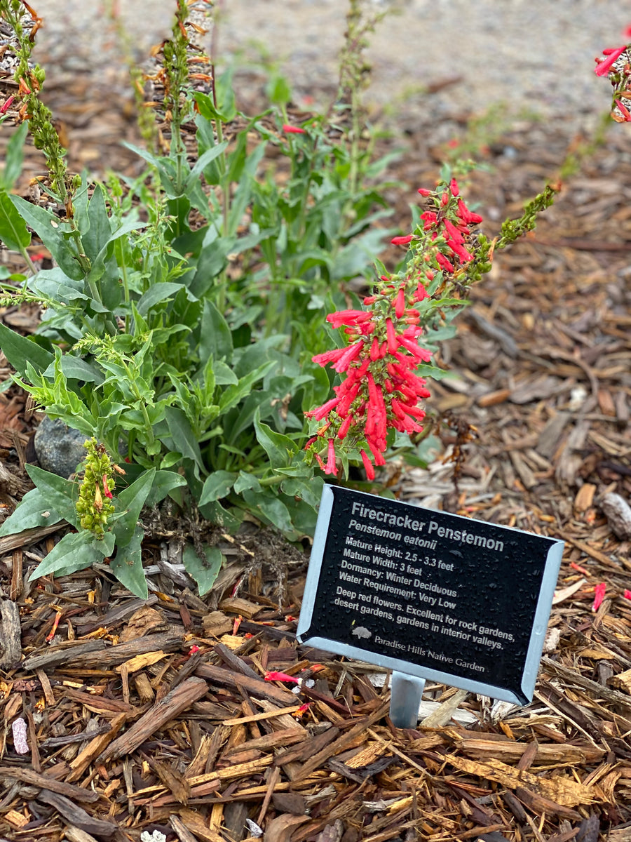 Penstemon eatonii Firecracker Penstemon – Neel's Nursery