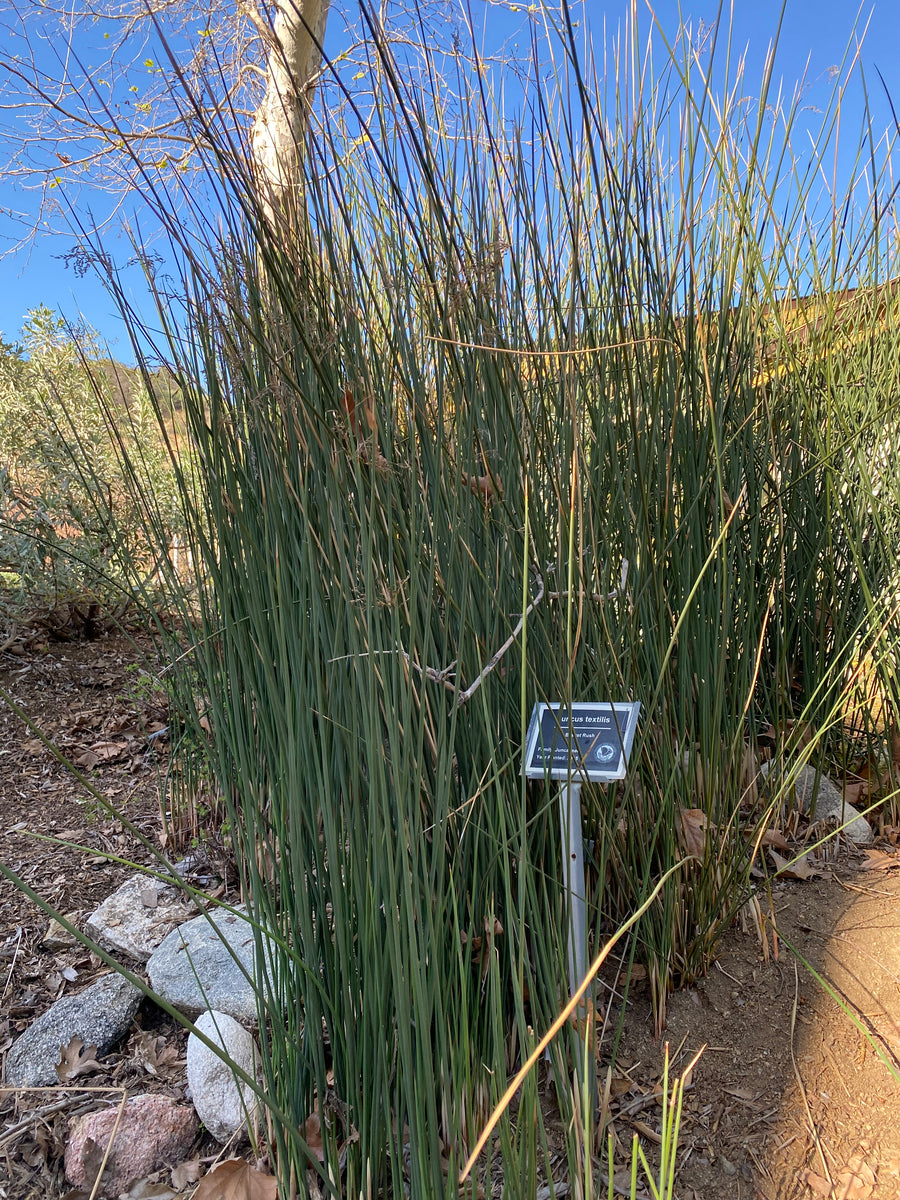 Juncus textilis Basket Rush – Neel's Nursery