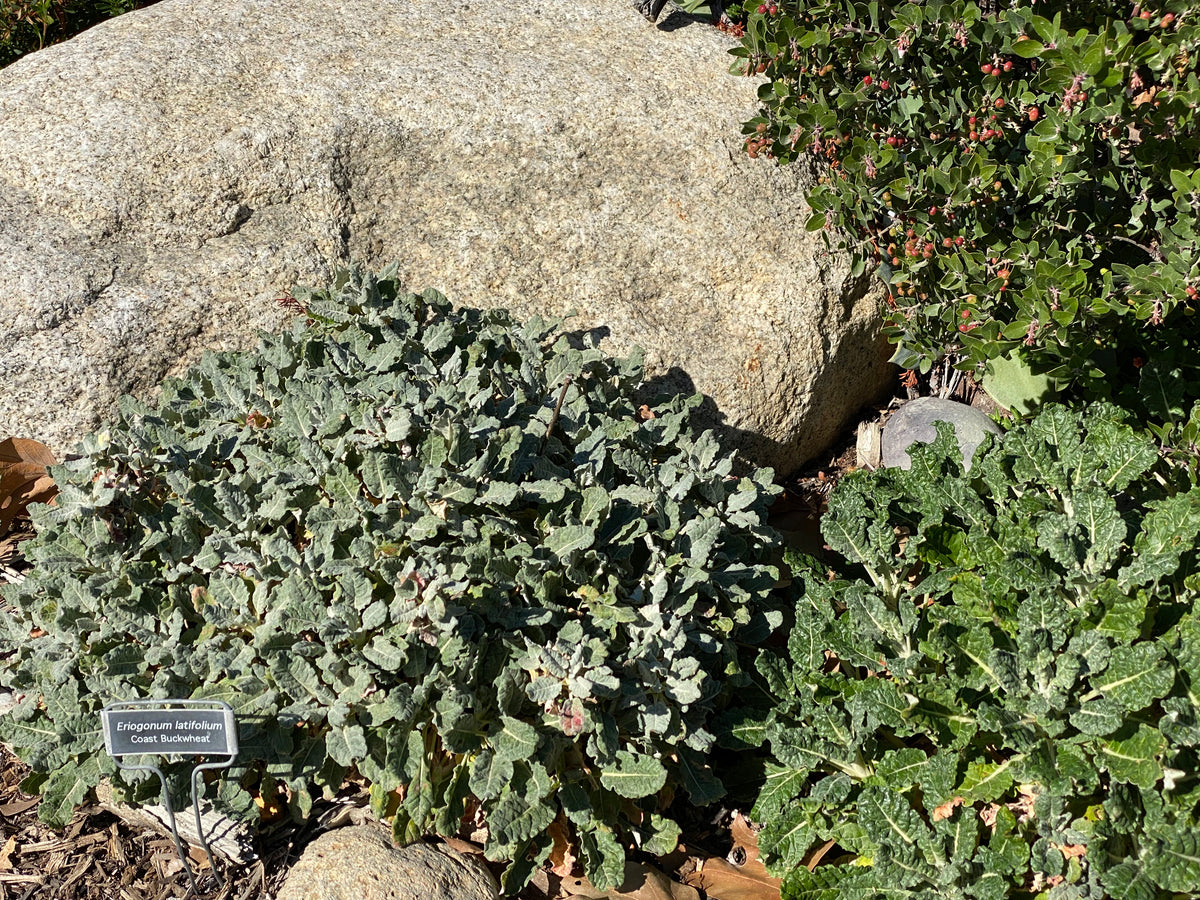 Eriogonum latifolium Coast Buckwheat – Neel's Nursery