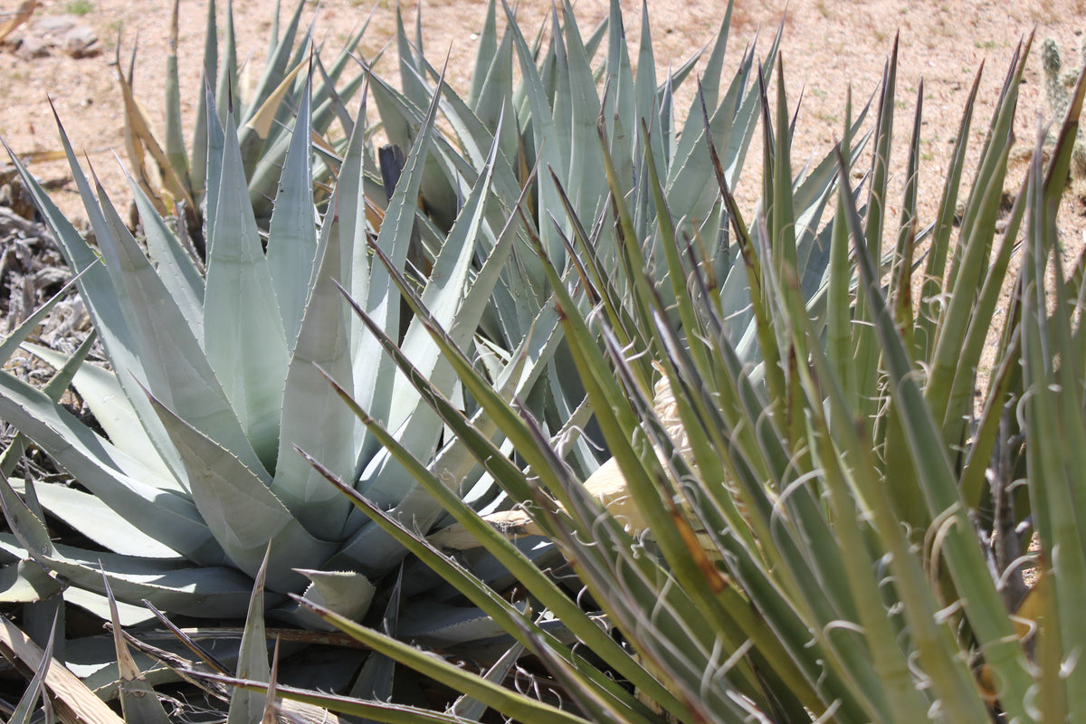 Agave deserti Desert Agave – Neel's Nursery