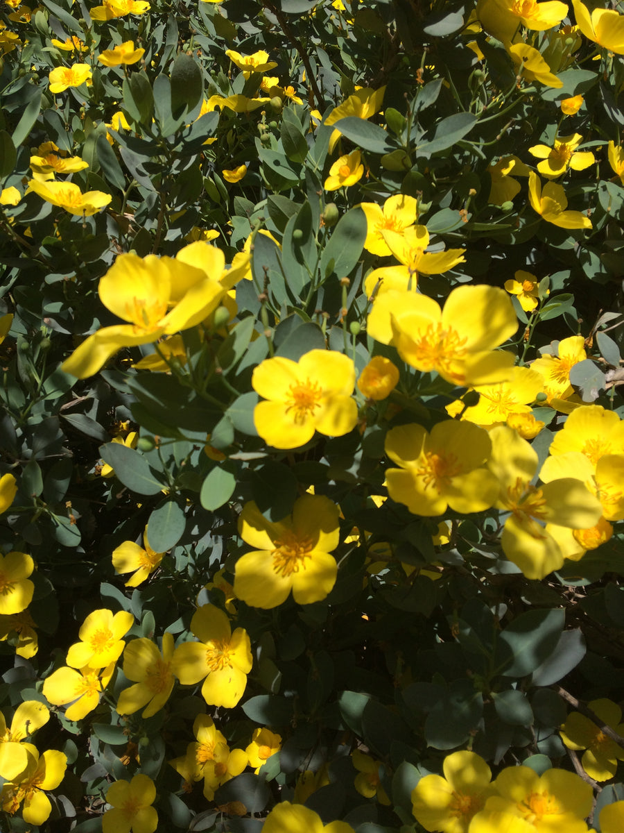 Dendromecon harfordii Channel Islands Tree Poppy – Neel's Nursery