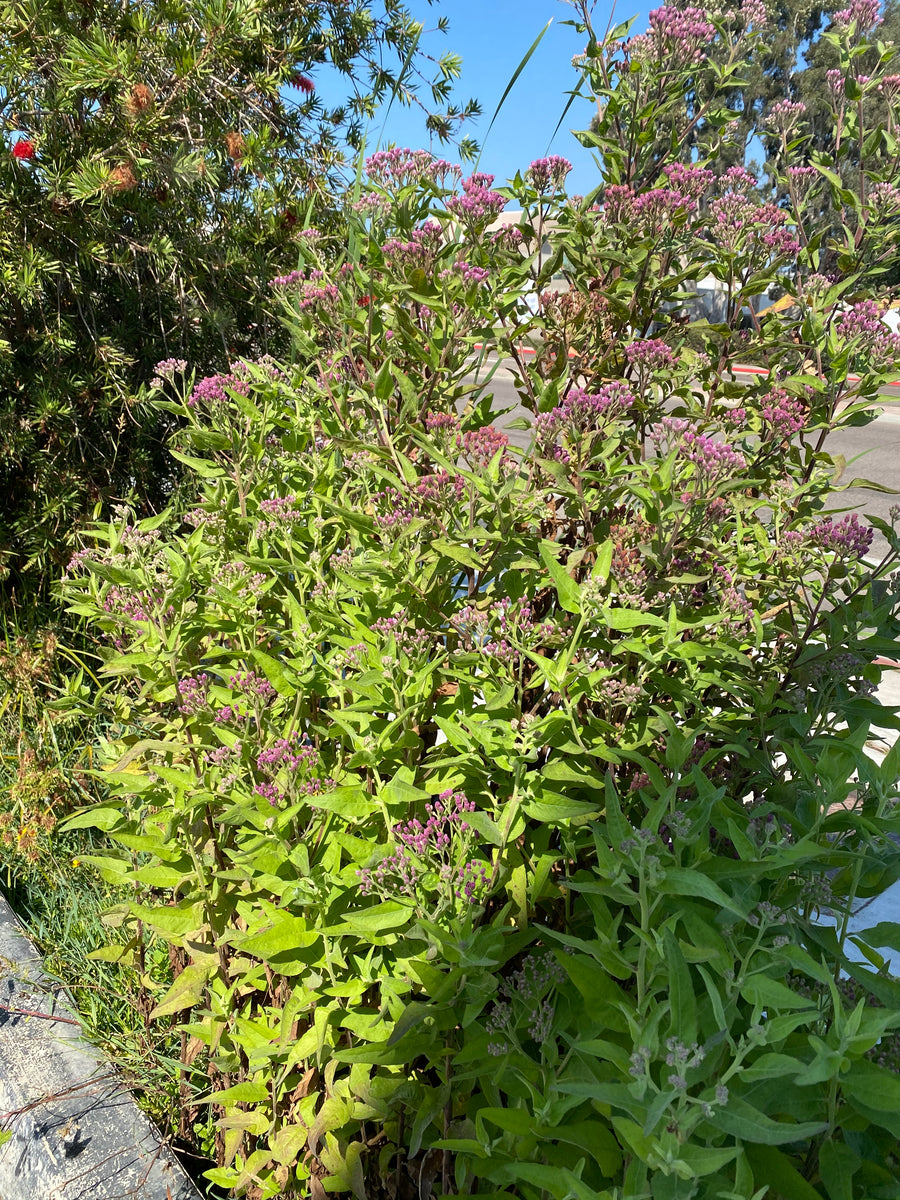 Pluchea odorata Marsh Fleabane – Neel's Nursery