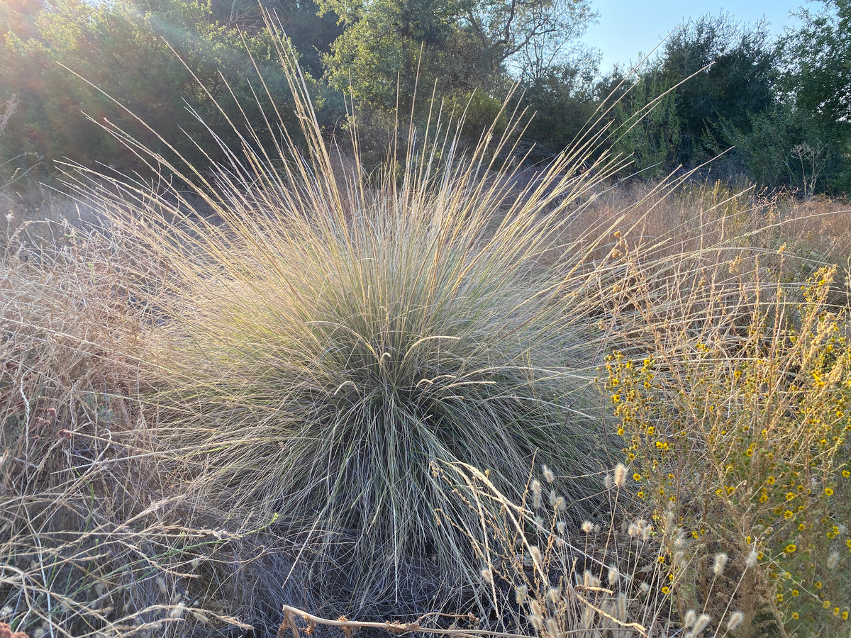 Muhlenbergia rigens Deergrass – Neel's Nursery