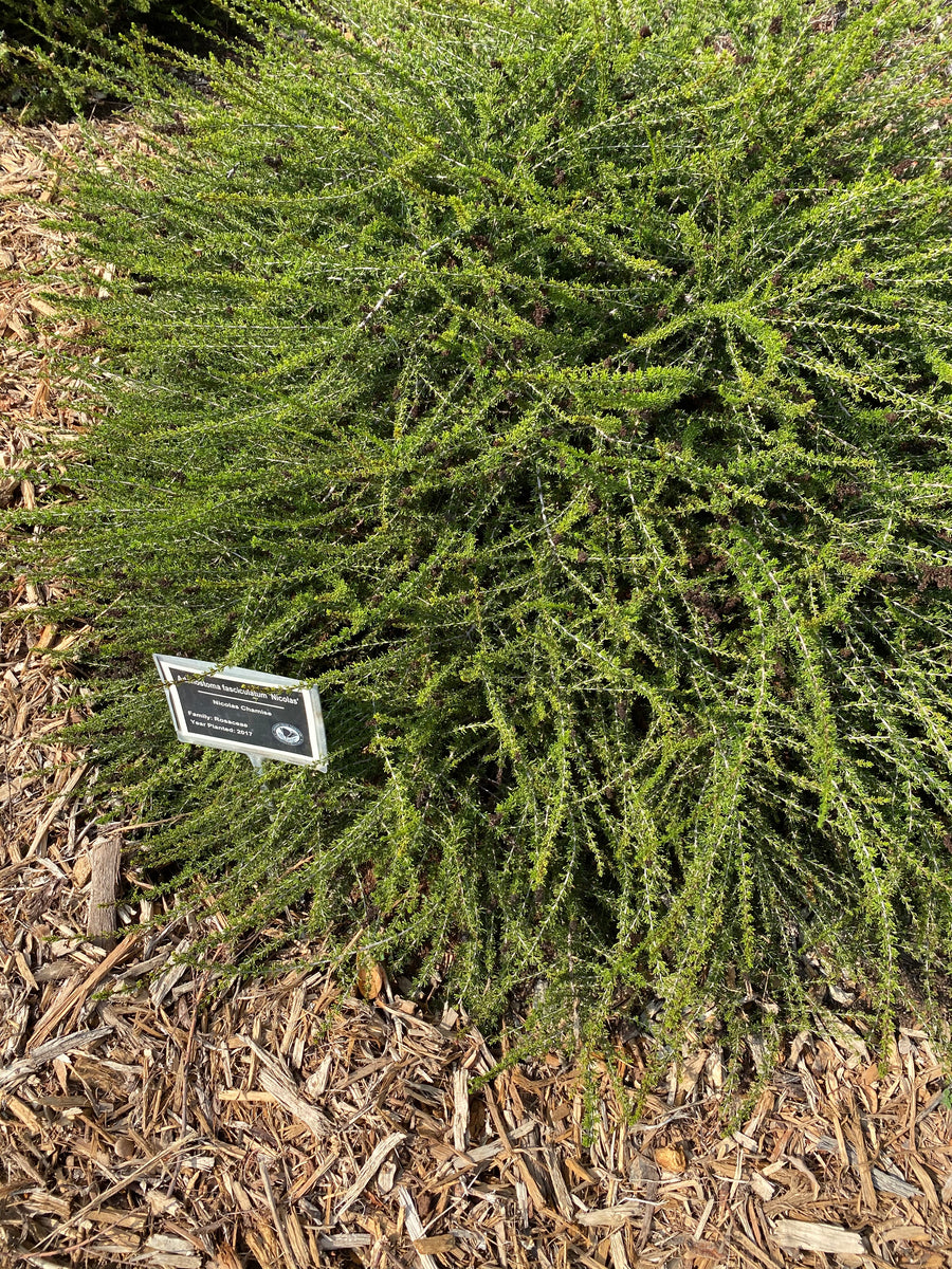 Adenostoma fasciculatum 'Nicolas' Nicolas Chamise – Neel's Nursery