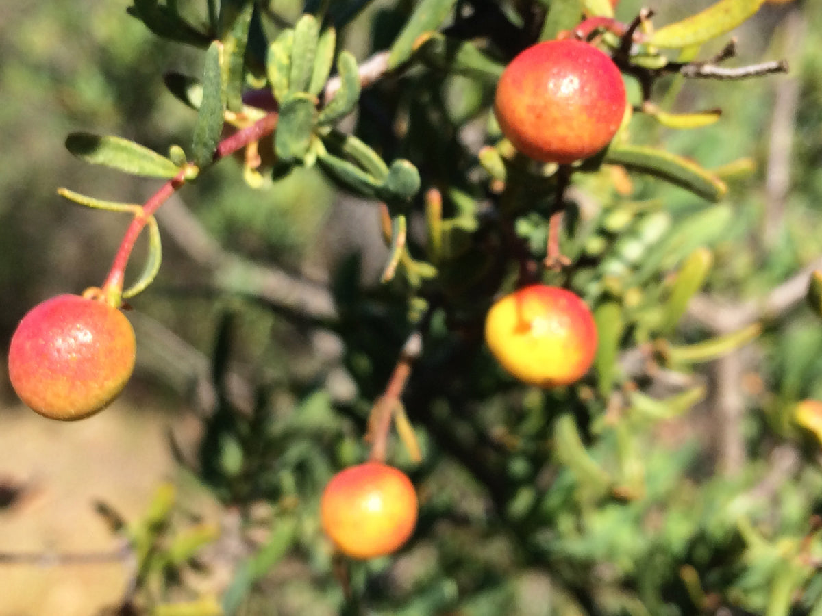Cneoridium dumosum Bush Rue – Neel's Nursery