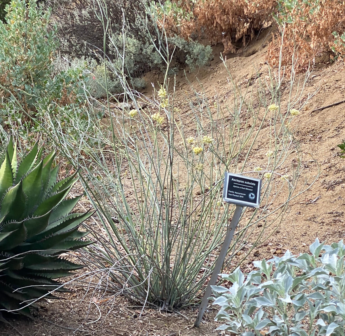Asclepias subulata Skeleton Milkweed – Neel's Nursery