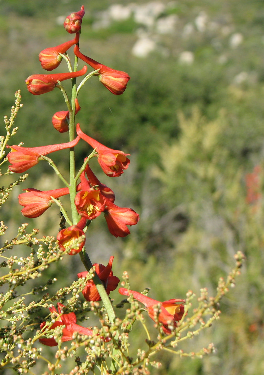 Delphinium cardinale Scarlet Larkspur – Neel's Nursery