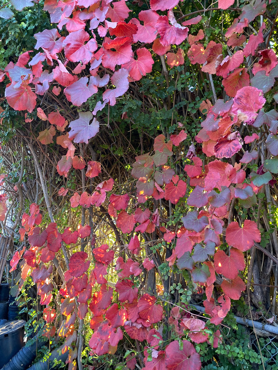 Vitis 'Roger's Red' Roger's Red Grape – Neel's Nursery