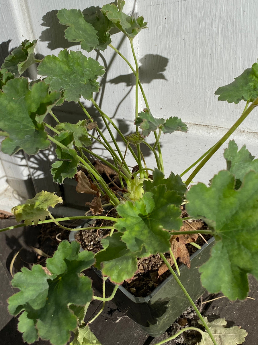 Heuchera maxima Island Alum Root & cultivars 'Wendy' – Neel's Nursery