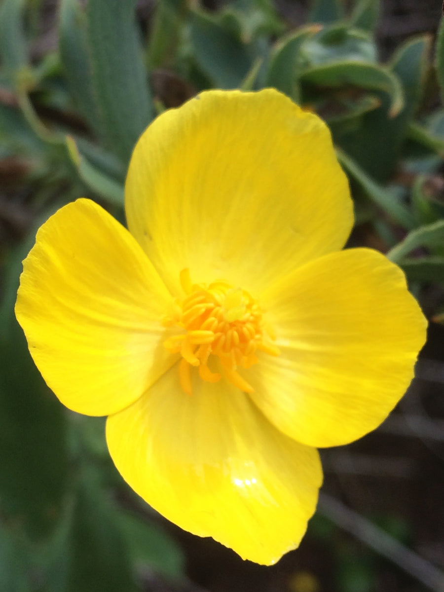 Dendromecon harfordii Channel Islands Tree Poppy – Neel's Nursery