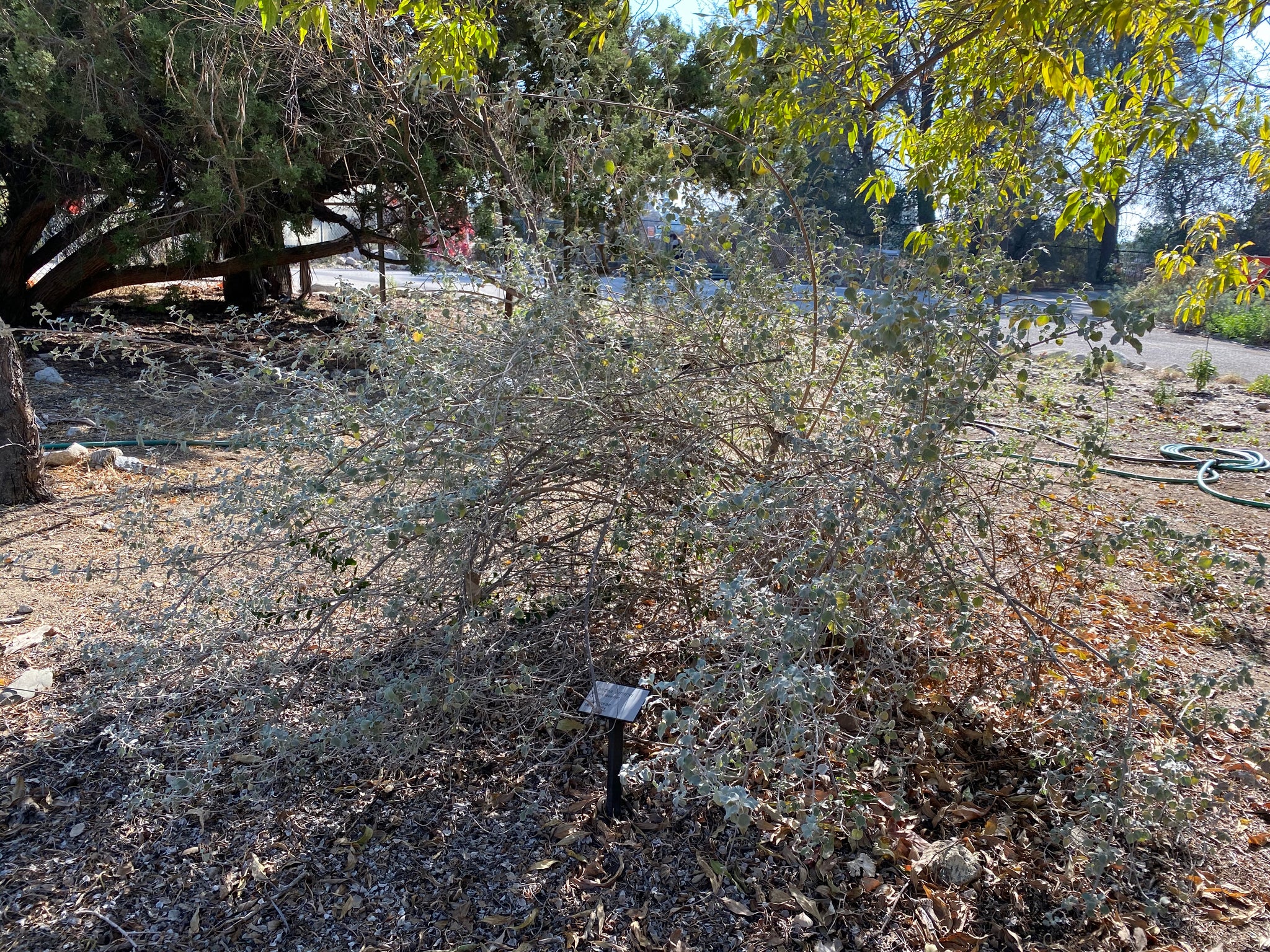 Condea emoryi Desert Lavender ( Hyptis ) – Neel's Nursery