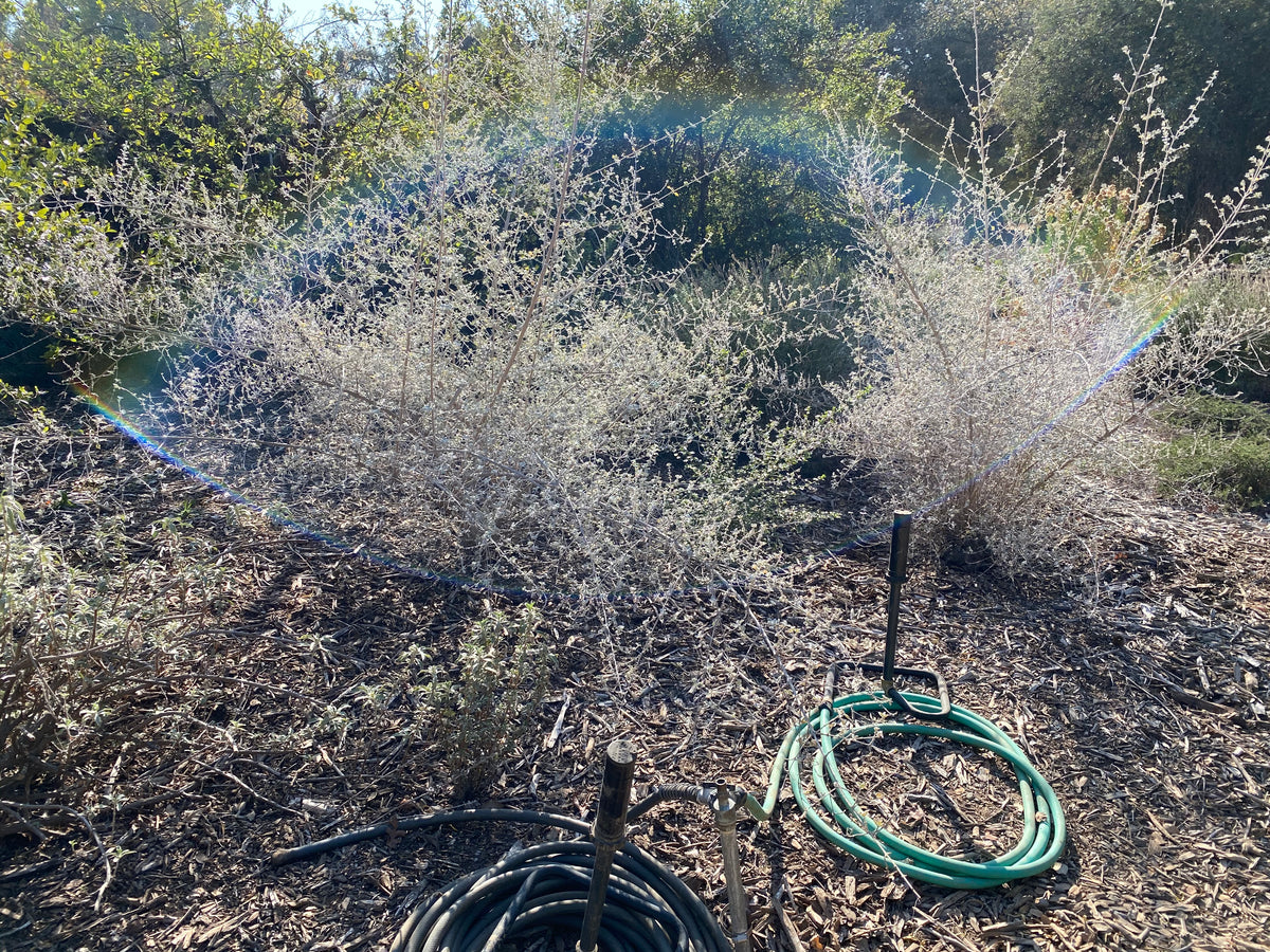 Condea emoryi Desert Lavender ( Hyptis ) – Neel's Nursery