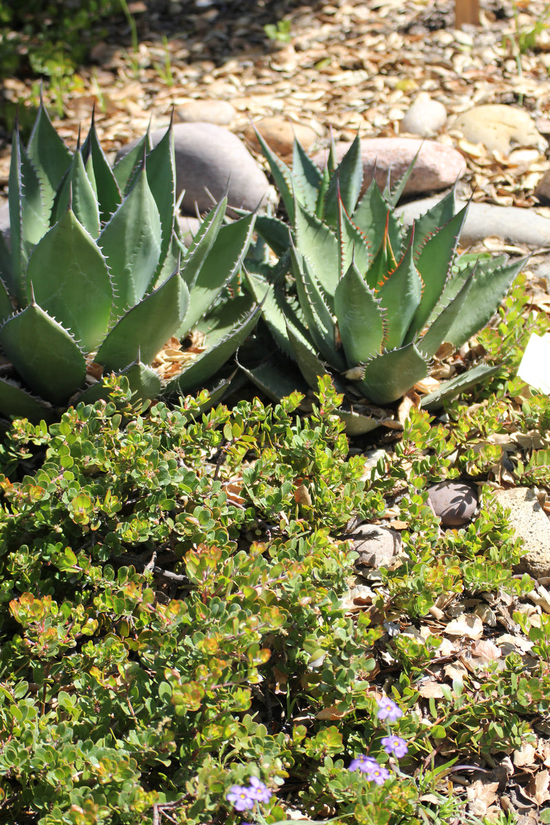 Agave shawii Coastal Agave – Neel's Nursery