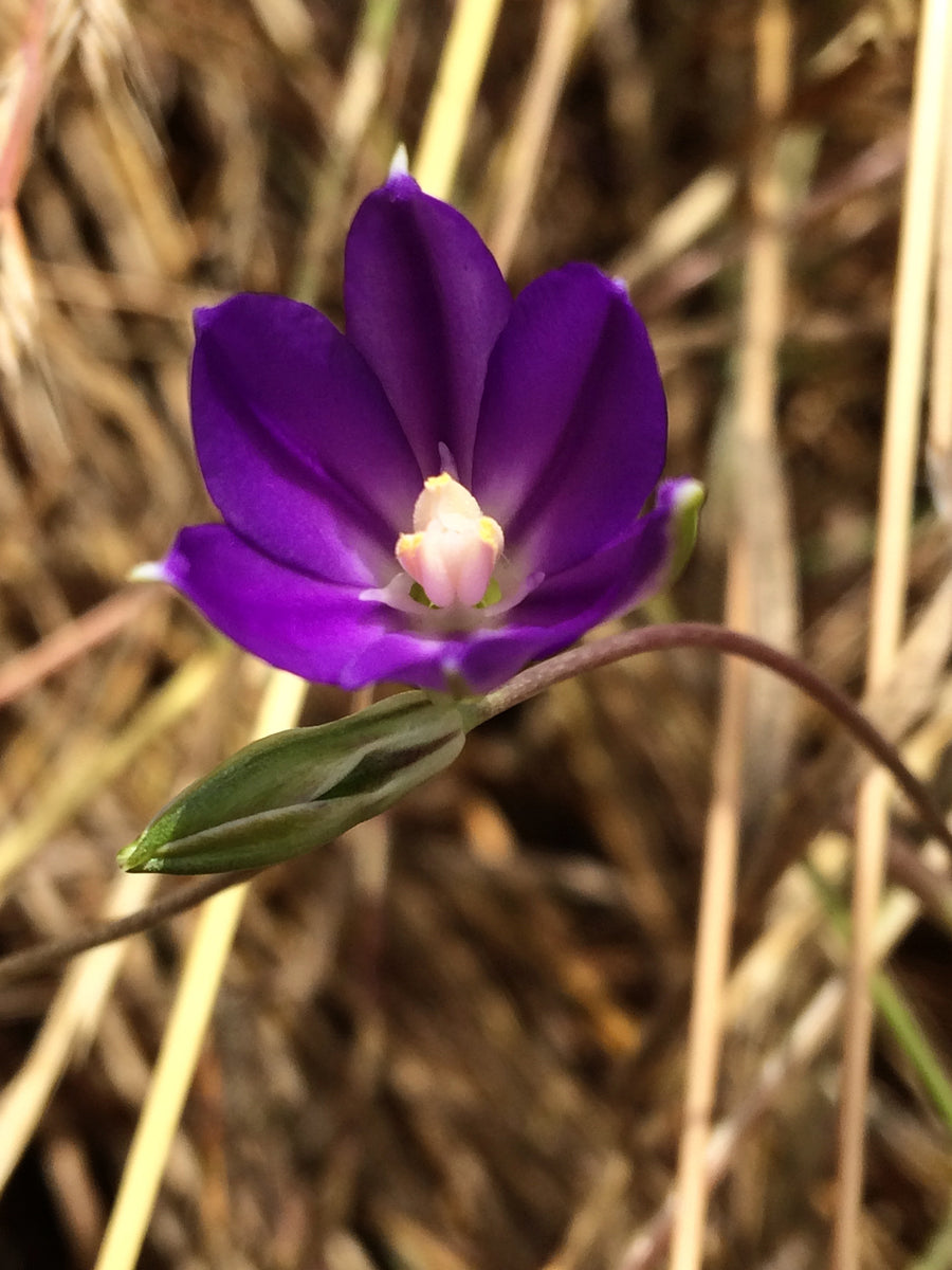 Brodiaea filifolia Threadleaf Brodiaea – Neel's Nursery