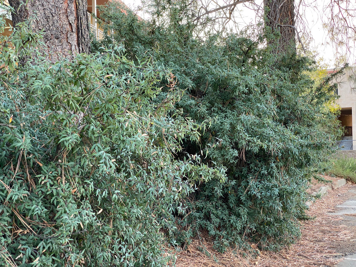 Berberis (Mahonia) nevinii Nevin's Barberry – Neel's Nursery