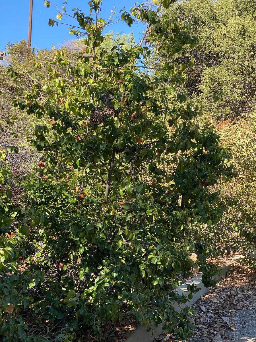 Prunus ilicifolia ssp. lyonii Catalina Island Cherry – Neel's Nursery