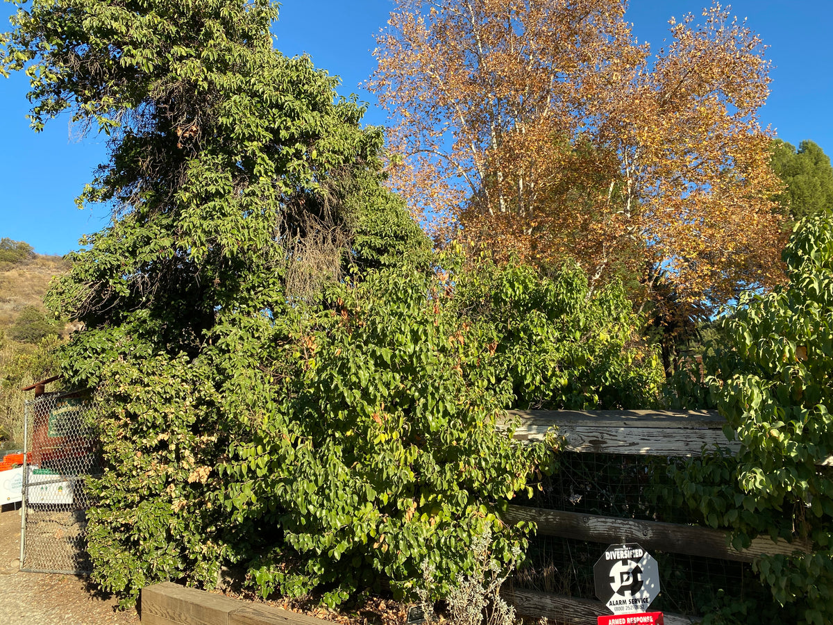 Prunus ilicifolia ssp. lyonii Catalina Island Cherry – Neel's Nursery