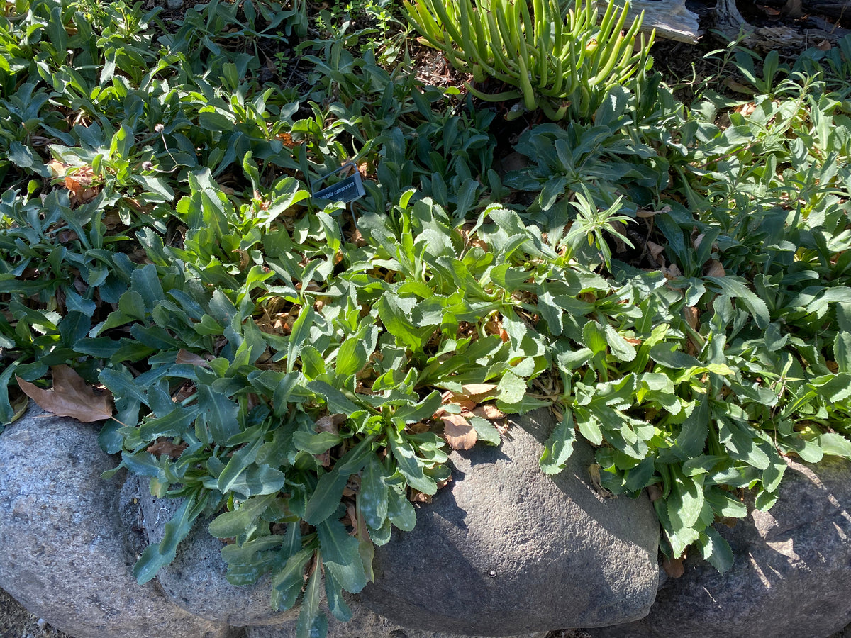 Grindelia camporum Great Valley Gumweed – Neel's Nursery