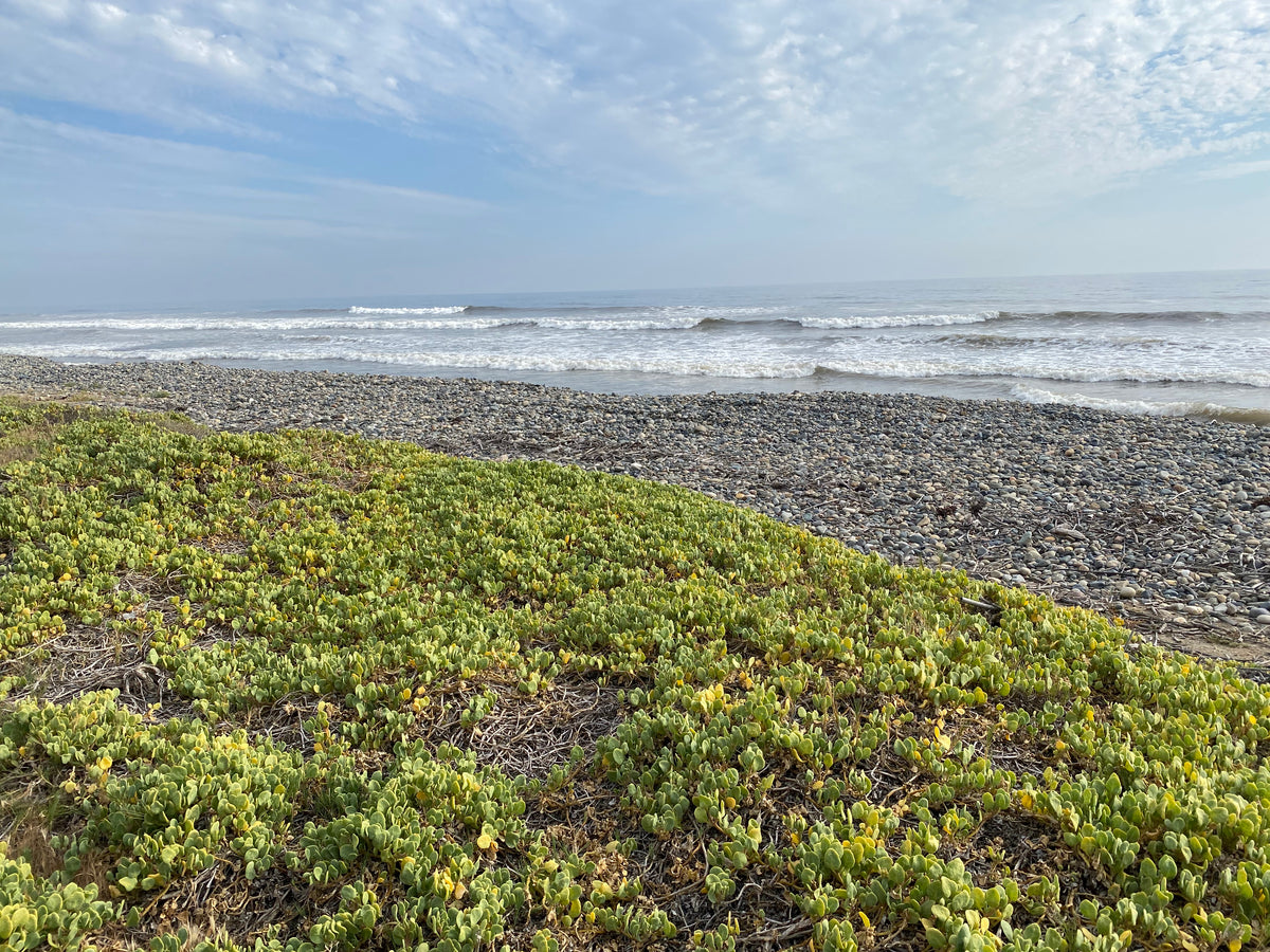 Abronia maritima Red Sand Verbena – Neel's Nursery