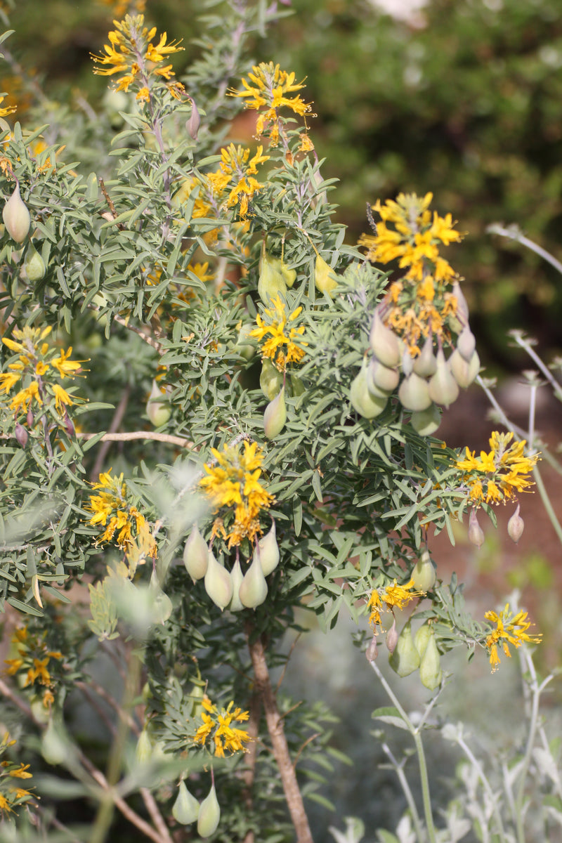 Cleomella ( Peritoma ) arborea Mellow Yellow B-pod Bladderpod (Cleome ...