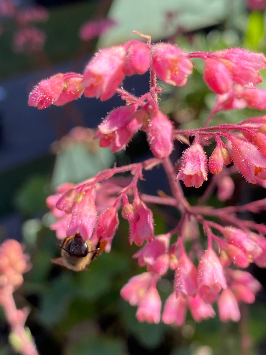 Heuchera maxima Island Alum Root & cultivars 'Wendy' – Neel's Nursery