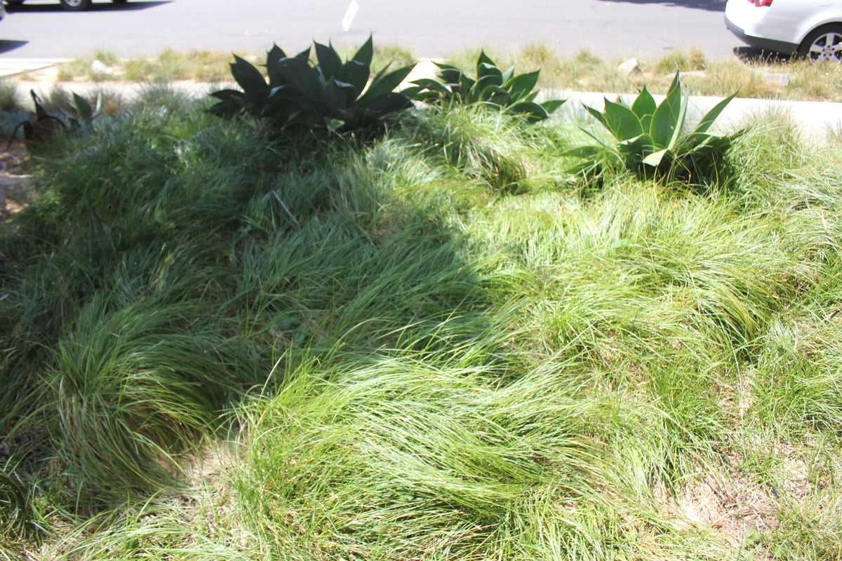 Carex praegracilis Clustered Field Sedge – Neel's Nursery