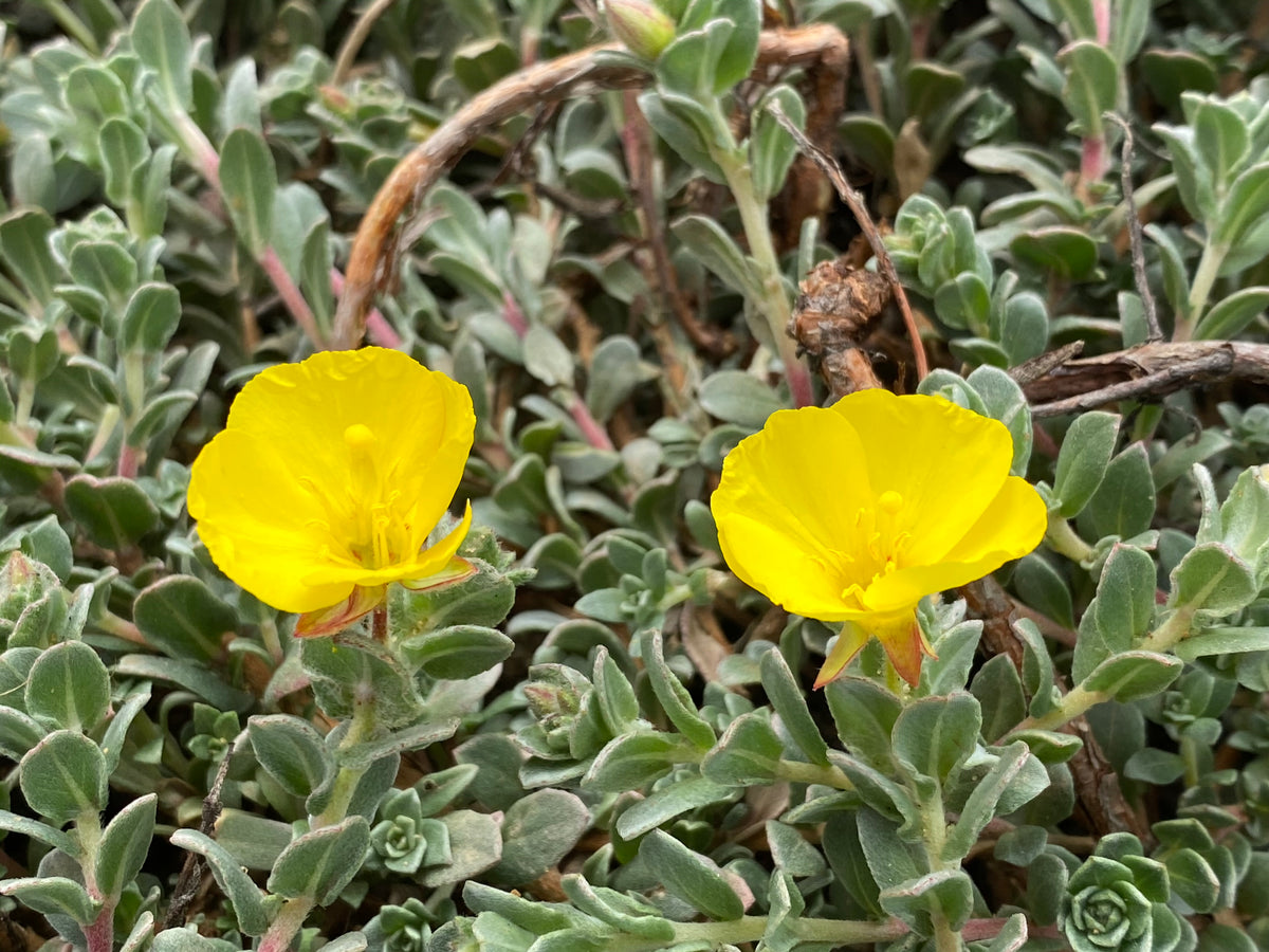 Camissoniopsis cheiranthifolia Beach Primrose – Neel's Nursery