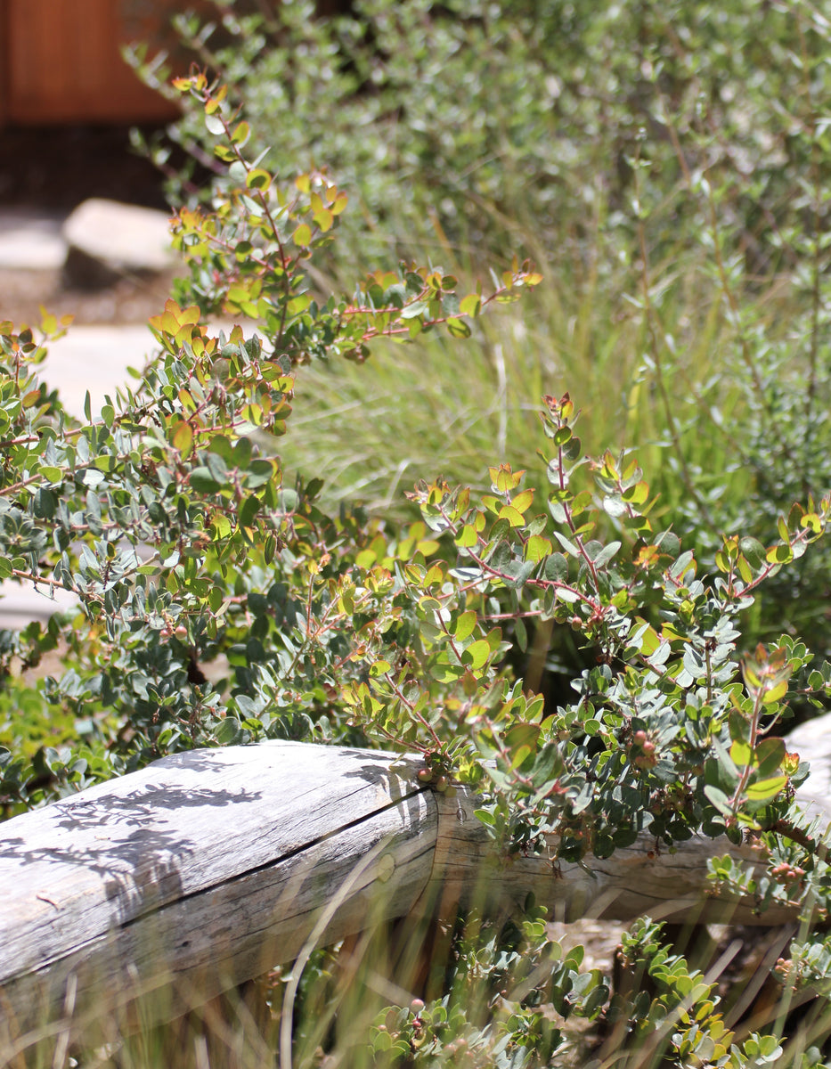 Arctostaphylos 'Sunset' Sunset Manzanita – Neel's Nursery